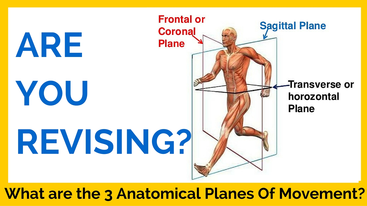 What Are The Three Anatomical Planes Of Movement What Are The Three Anatomical Planes Of Movement