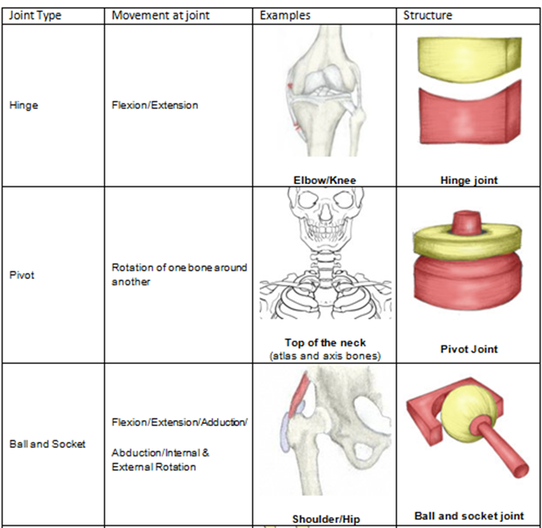3 Facts To Ace Your Anatomy And Physiology Test Joints