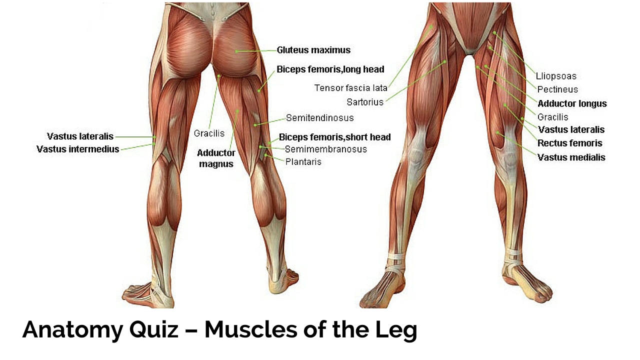 Anatomy Quiz Muscles Of The Leg Anatomy Quiz Muscles Of The Leg