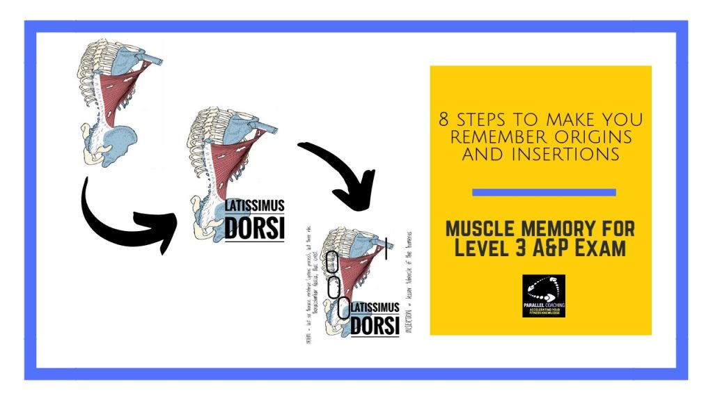 8 steps to make you remember origins and insertions - Parallel Coaching