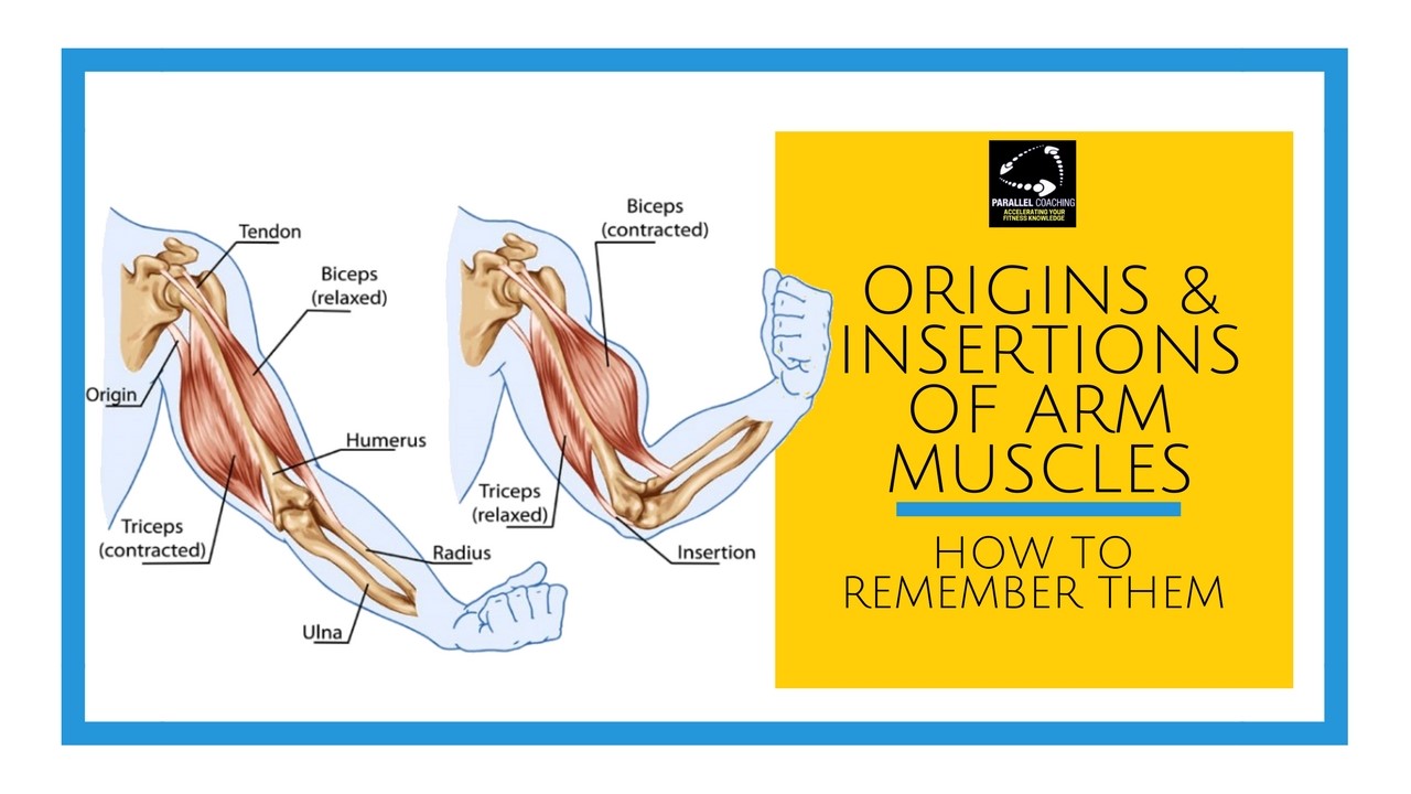Origins And Insertions Of The Arm Muscles