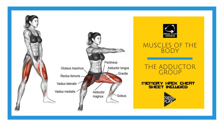 Muscles of the Body - The Adductor Group - Parallel Coaching