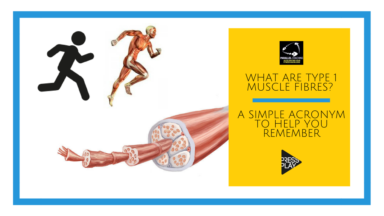 anatomy and physiology Archives - Parallel Coaching UK's #1 Personal ...