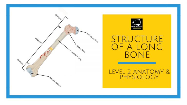 Structure of a Long Bone - Level 2 anatomy and physiology