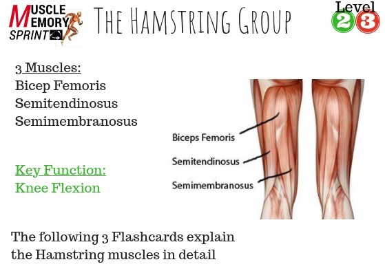 How to stretch the hamstring - mscle anatomy - Parallel Coaching