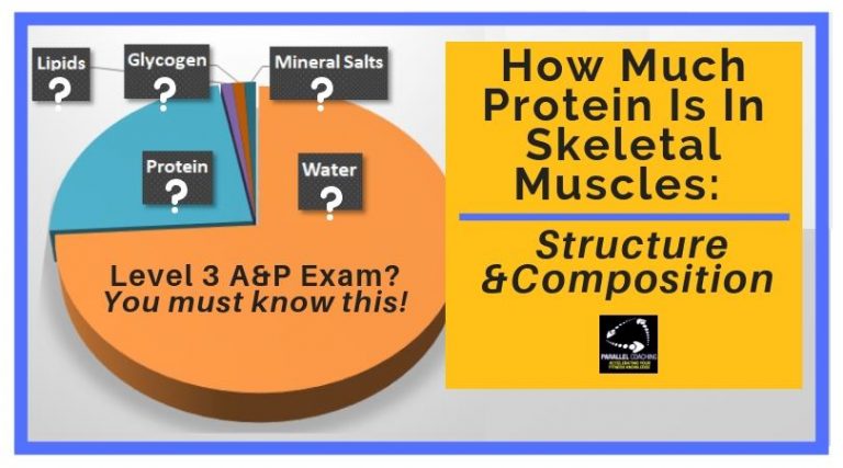 How Much Protein Is In Skeletal Muscle? The Structure and Composition