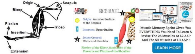 How To Learn The Origins and Insertions of Muscles