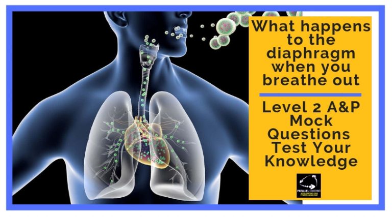 What happens to the diaphragm when you breathe out? L2 Anatomy Exam