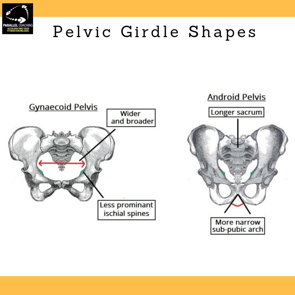 Which Are The Three Bones Of The Pelvis L2 L3 Anatomy Mock Question Which Are The Three Bones Of The Pelvis L2 L3 Anatomy Mock Question