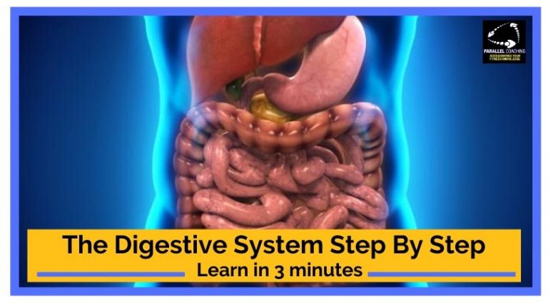 Understanding The Digestive System Step by Step in 3 minutes