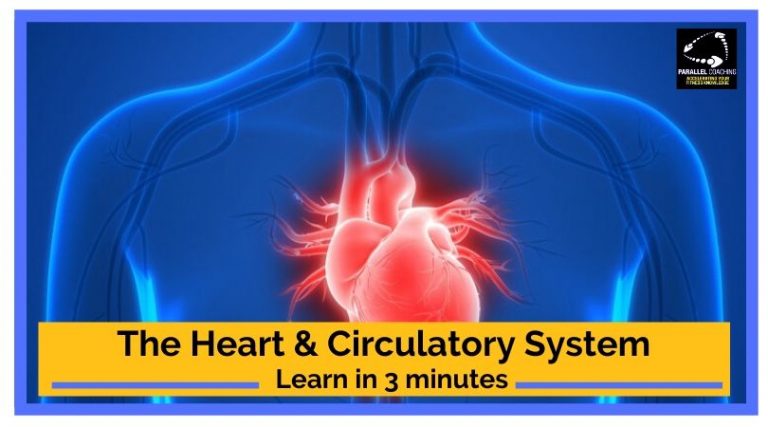 Understanding the Heart and Circulatory System in 3 mins