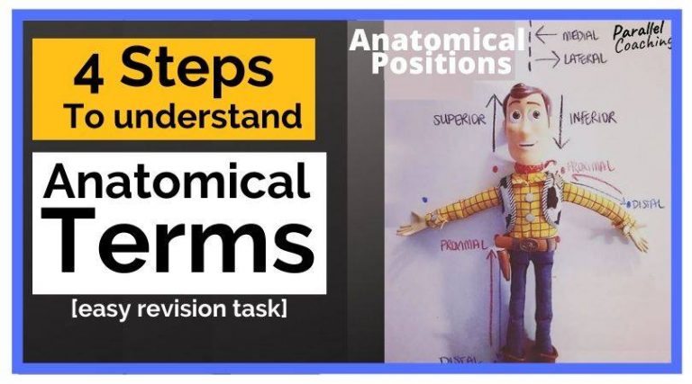 4 Steps to Understand Anatomical Terms: Easy Revision Task