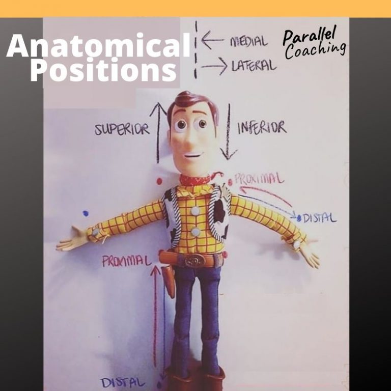 4 Steps to Understand Anatomical Terms: Easy Revision Task