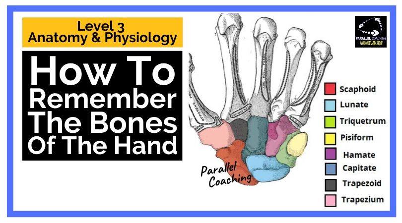Anatomy Revision How To Remember The Bones Of The Hand