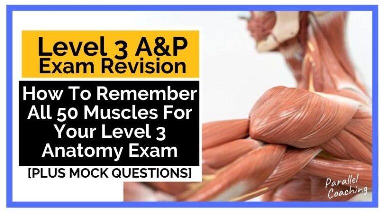 How to Remember all 50 Muscles for Your L3 Anatomy Exam