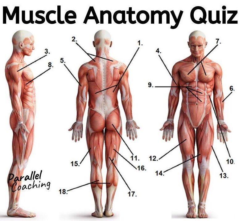 Muscle Anatomy Quiz Level 2 And 3 Exam Revision Parallel Coaching Muscle Anatomy Quiz Level 2 And 3 Exam Revision Parallel Coaching