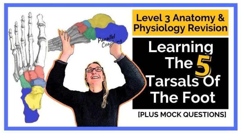 Learning The 5 Tarsals Of The Foot - L3 Anatomy Exam