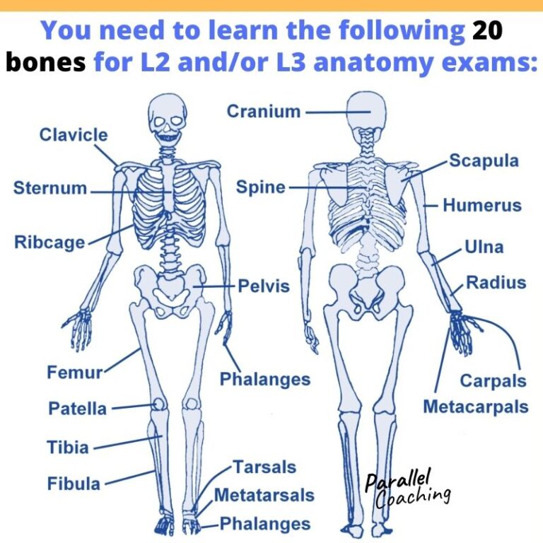Hand Bone Anatomy Acronym