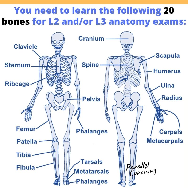 How To Remember The 5 Types Of Bones Parallel Coaching How To Remember The 5 Types Of Bones Parallel Coaching