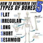 How To Remember The 5 Types of Bones - Acronym for Anatomy Exam