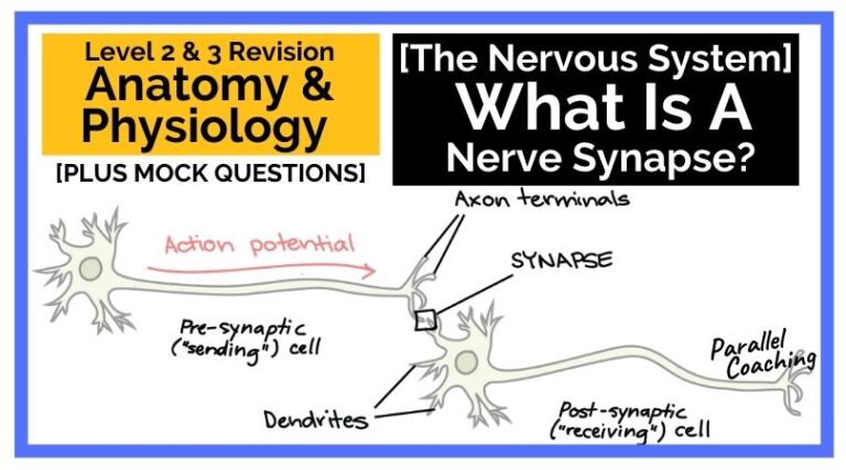 [The Nervous System] What Is A Nerve Synapse? L3 Anatomy Exam