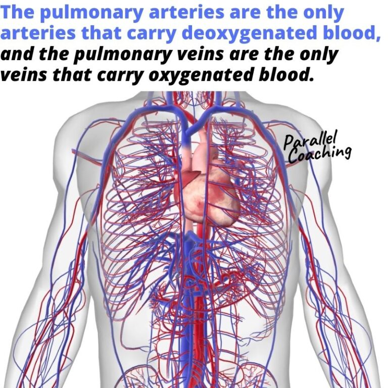pulmonary circulatory system -arteries and veins - Parallel Coaching