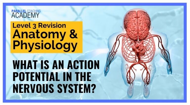 What is an Action Potential in the Nervous System?