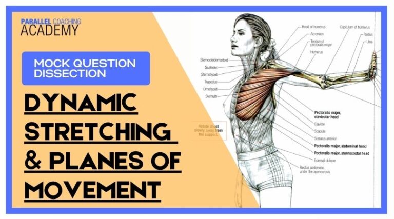 Dynamic Stretch For The Pectoralis Major - Mock Question Dissection