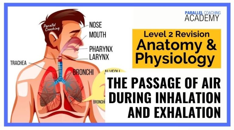 The Passage of Air During Inhalation and Exhalation