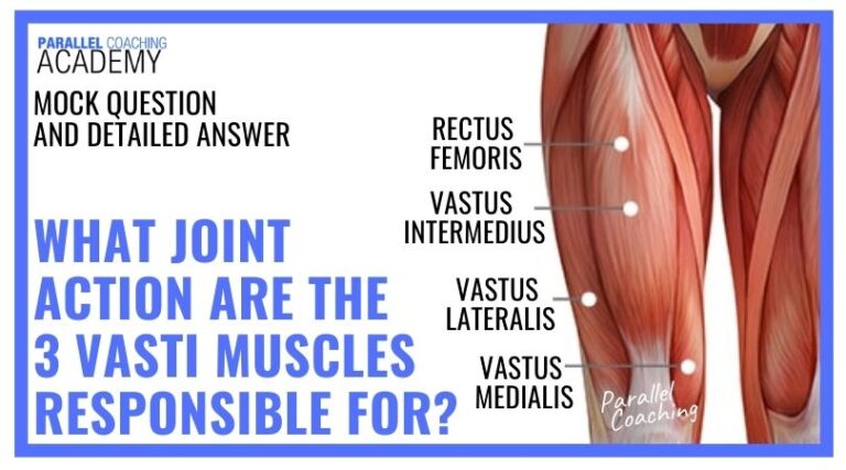 What Joint Action Are The 3 Vasti Muscles Responsible For?