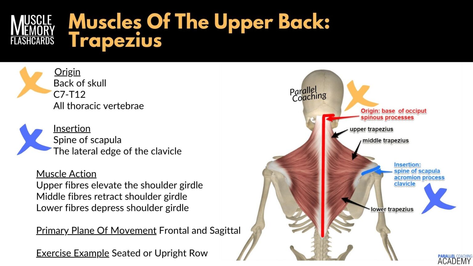 Origin and Insertion of The Trapezius - Muscle Memory Flashcard