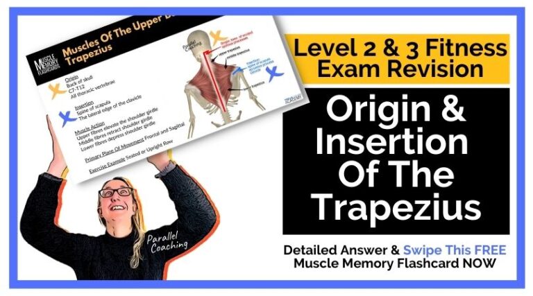 Origin and Insertion of The Trapezius - Muscle Memory Flashcard