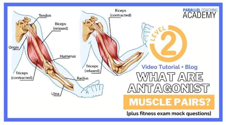 What Are Antagonist Muscle Pairs?