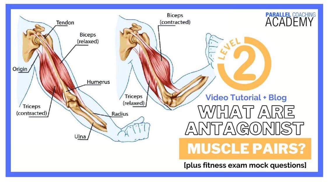 What Are Antagonist Muscle Pairs 
