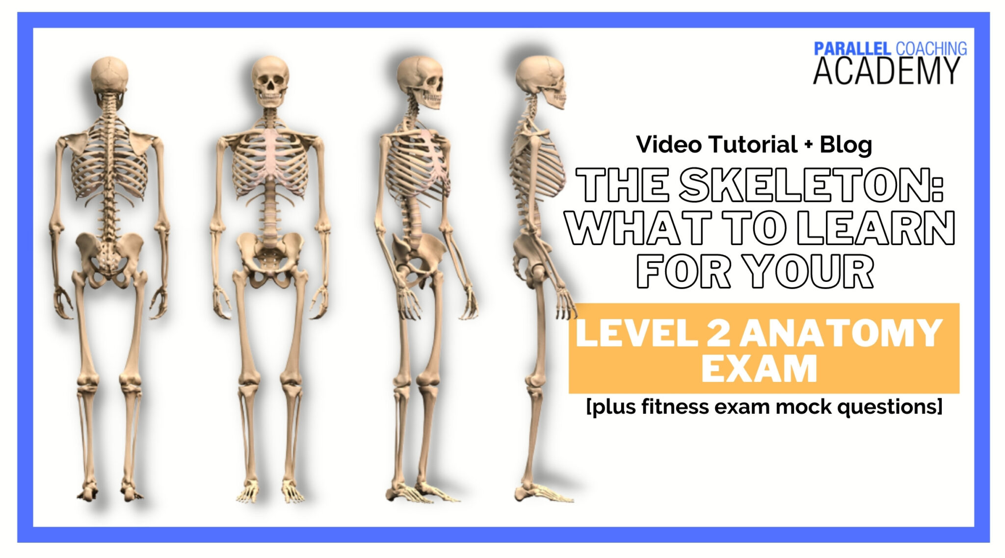 The Skeleton - What To Learn For Your Level 2 Anatomy Exam