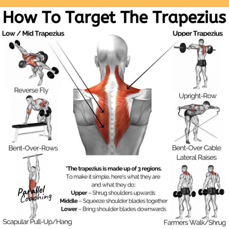 How to Target The Trapezius