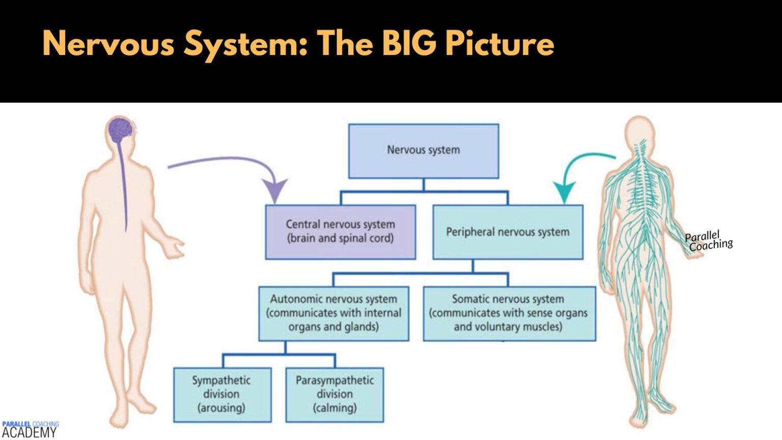 Nervous System Navigation - Anatomy Exam Revision