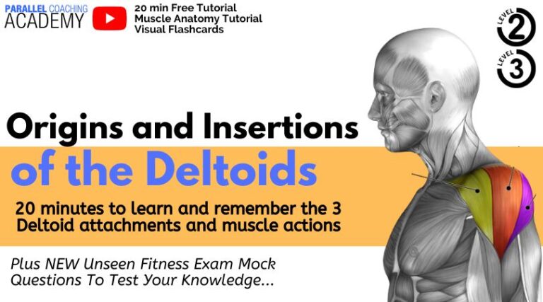 Origin and Insertions of the Deltoids