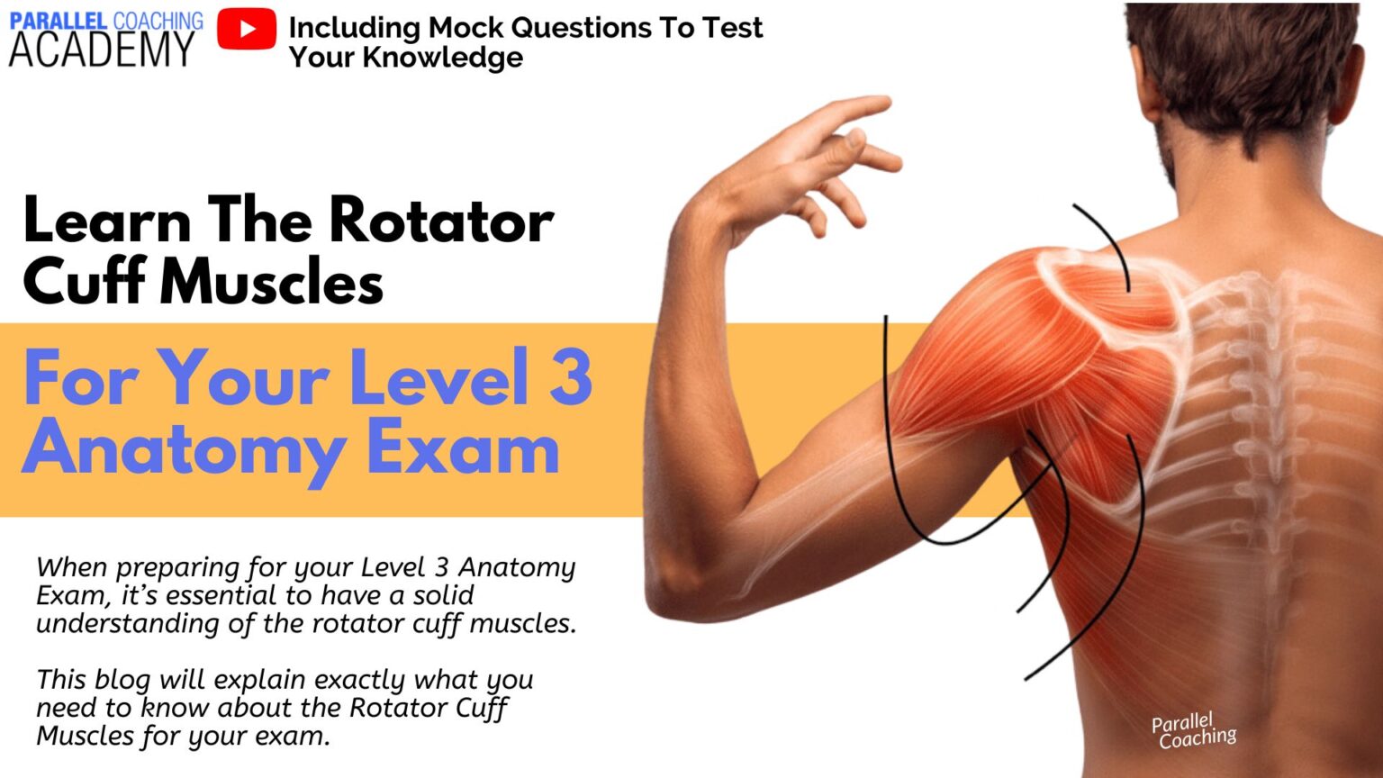 Learn Rotator Cuff Muscles For Your Level 3 Anatomy Exam